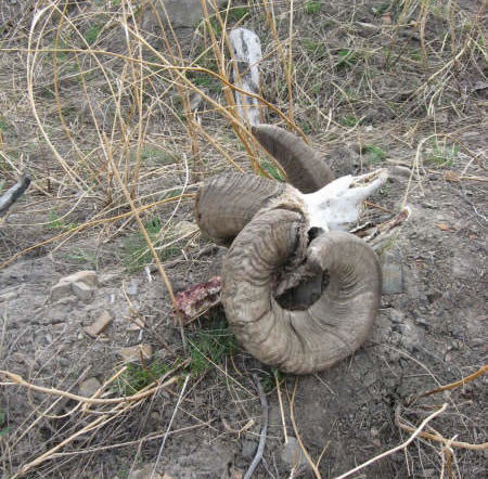 Dead Cadomin Ram