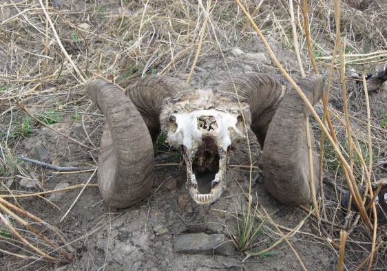 Dead Cadomin Ram