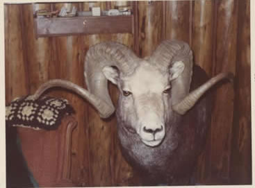 Stone sheep mount on Ebay